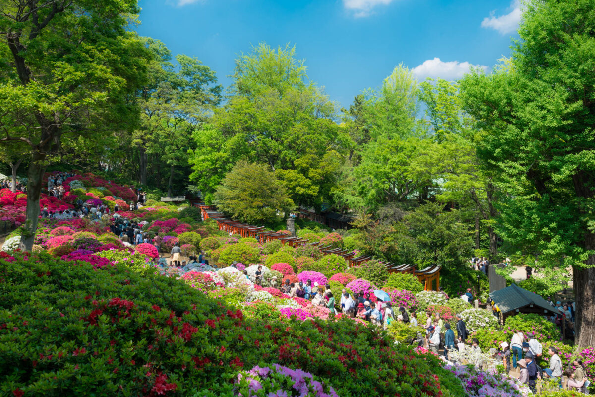 The Azaleas of Nezu Shrine | Offbeat Japan