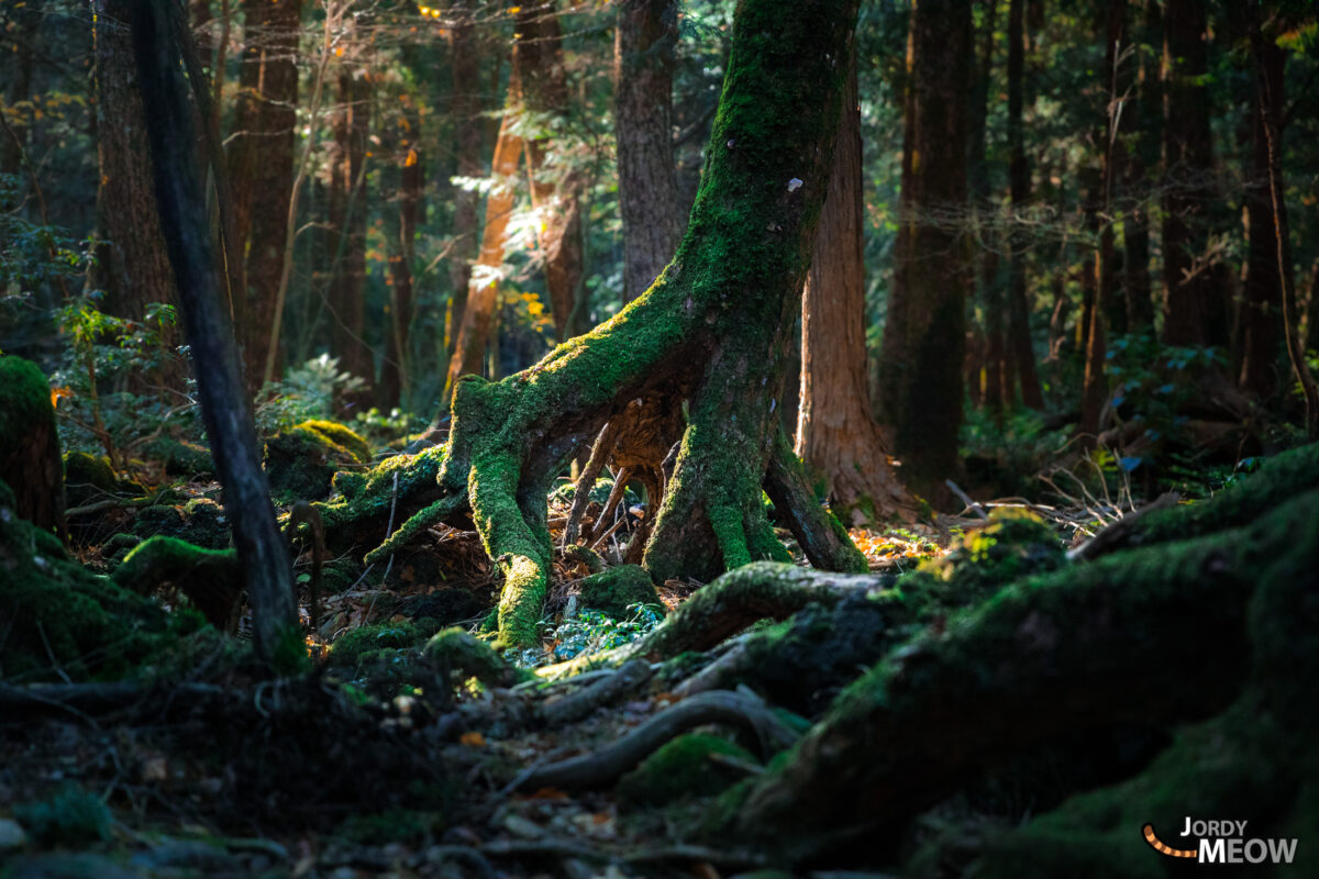 Japan’s Suicide Forest: Aokigahara | Offbeat Japan