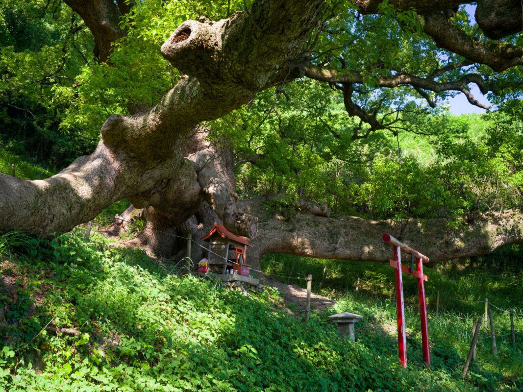 Ancient Sacred Tree Surrounded by Forest Shrines | Offbeat Japan