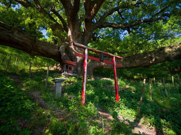 Ancient Japanese Torii Gate Under Towering Tree | Offbeat Japan