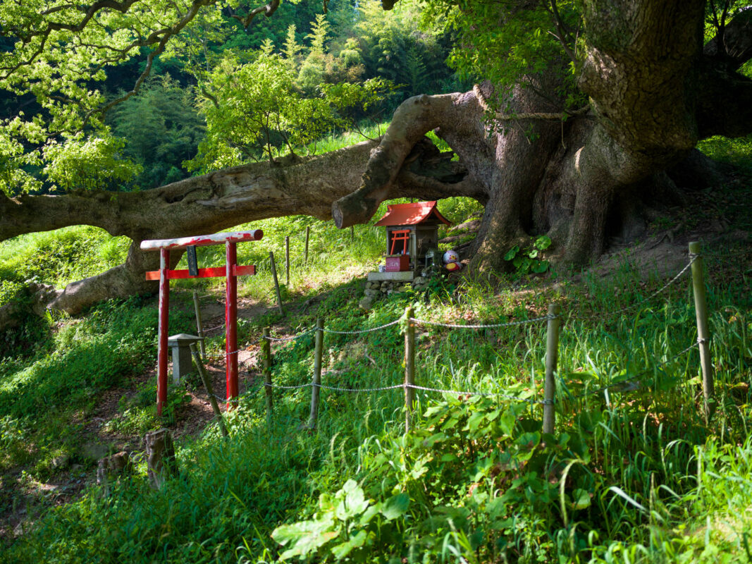 Ancient Twisted Tree in a Serene Nature Sanctuary | Offbeat Japan