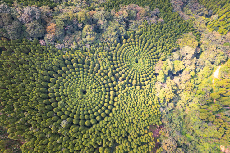 Mesmerizing Spiral Patterns of the Japan Cycle Tree | Offbeat Japan
