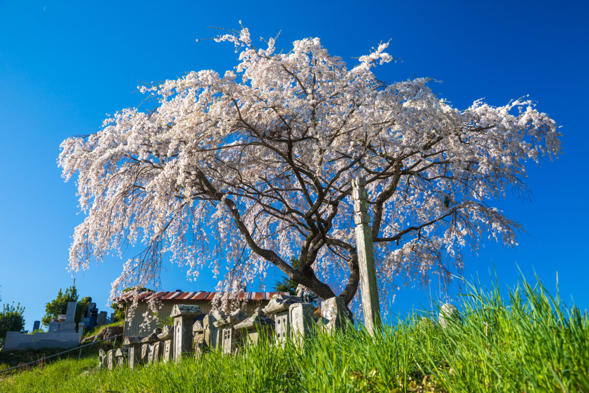 Breathtaking Ancient Weeping Cherry Blossom Tree in Miharu | Offbeat Japan
