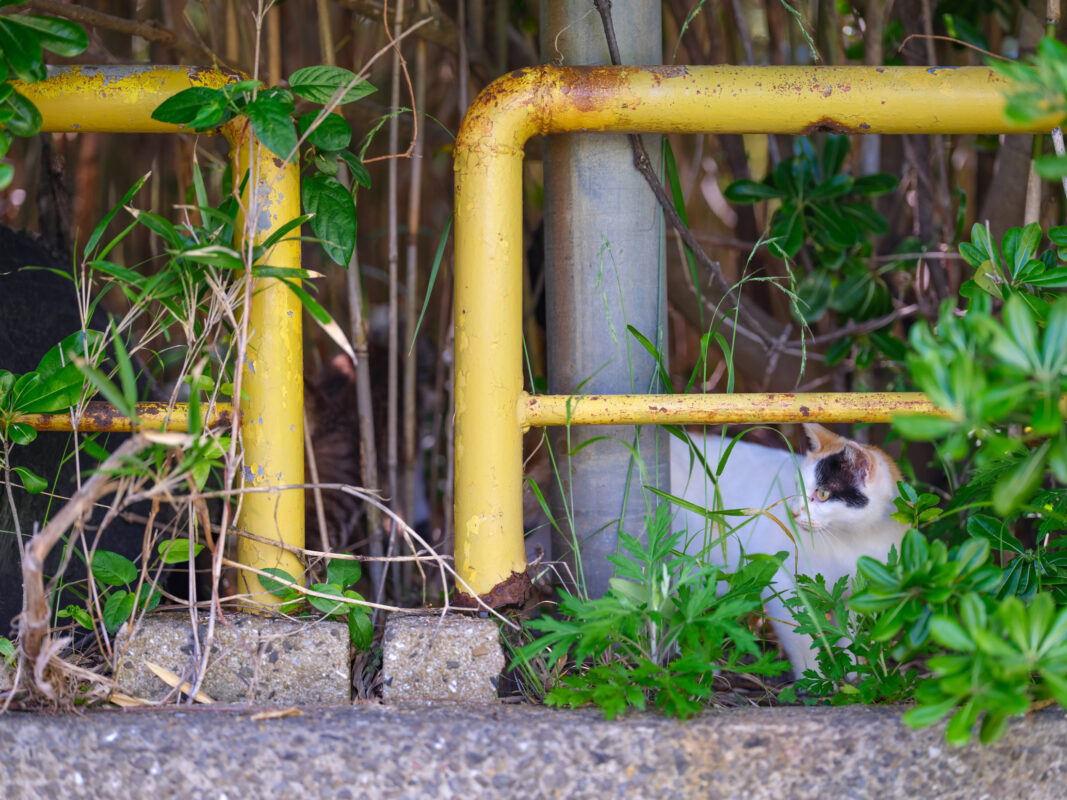 A Cats Cozy Hideaway Among Vibrant Nature and Structure | Offbeat Japan