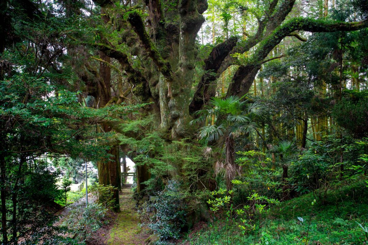 Ancient Forest Trail: Enchanting Keyaki Tree Wonder | Offbeat Japan