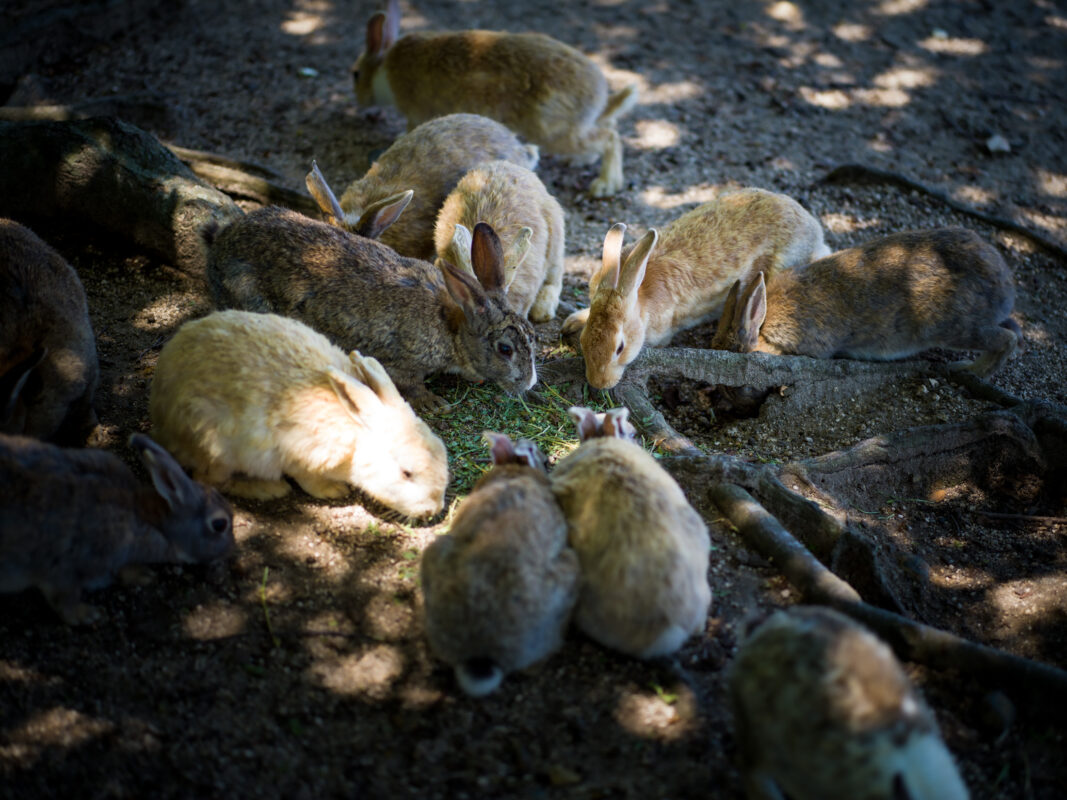 A Peaceful Gathering of Fluffy Baby Rabbits in Nature | Offbeat Japan