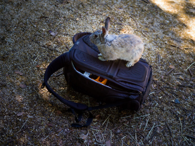 Curious Rabbit Resting on Backpack in Enchanted Forest | Offbeat Japan