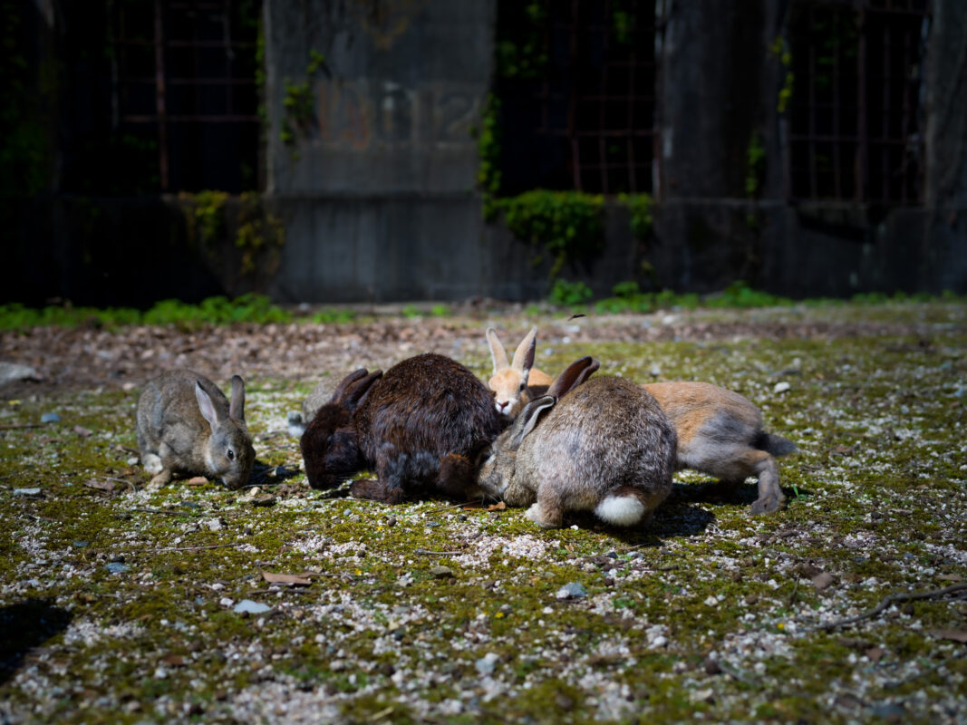 Peaceful Rabbits Nestled in Natures Serenity | Offbeat Japan