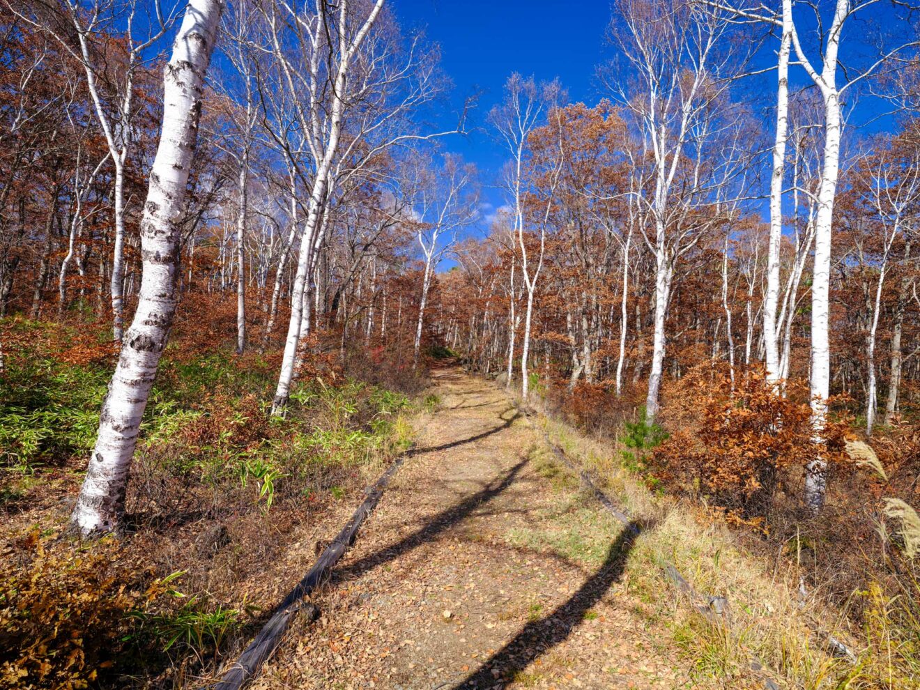 Autumn Birch Trail: Scenic Woodland Hike Through Fall Foliage | Offbeat ...