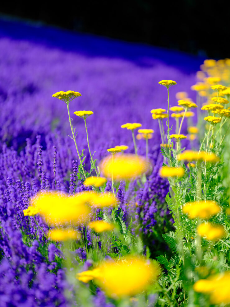 Lavender Fields with Yellow Flowers: Tomita Farm Beauty | Offbeat Japan